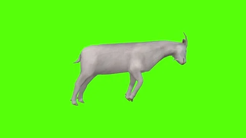 Goat Ram Attack Green Screen Animation 4... | Stock Video | Pond5
