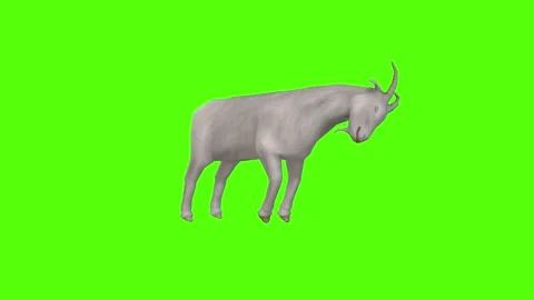 Goat Ram Attack Green Screen Animation 4... | Stock Video | Pond5