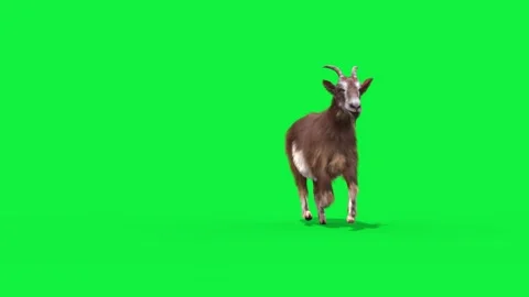 Goat Real Fur Green Screen Runs Animals ... | Stock Video | Pond5