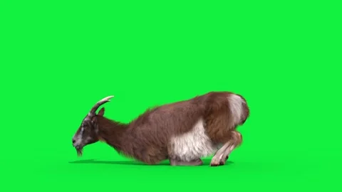Goat Real Fur Green Screen Sleep Animals... | Stock Video | Pond5