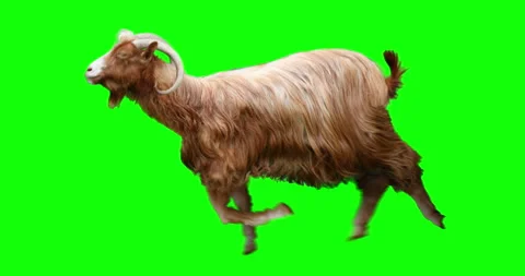 Running Animal Green Screen Stock Video Footage | Royalty Free Running ...