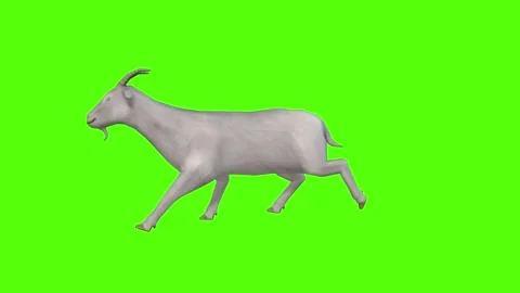 Goat Green Screen Stock Videos – Royalty-Free HD & 4K Videos