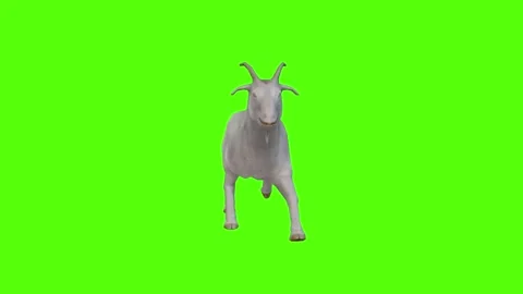 Goat Runing Green Screen Animation 4k Re... | Stock Video | Pond5