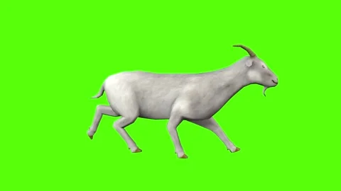 Running Animal Green Screen Stock Video Footage | Royalty Free Running ...