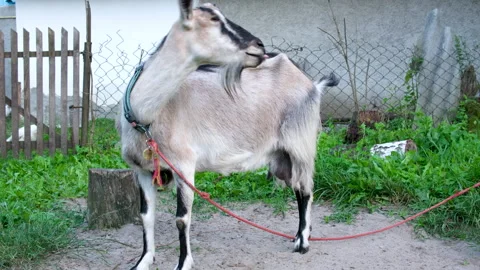 the goat scratches its back and bites it... | Stock Video | Pond5
