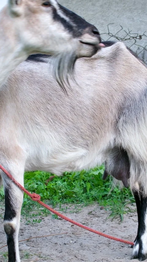 Goat Back Stock Videos – Royalty-Free HD & 4K Videos | Pond5