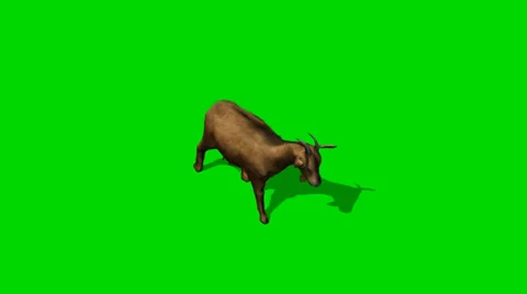 Goat Green Screen Stock Video Footage | Royalty Free Goat Green Screen ...