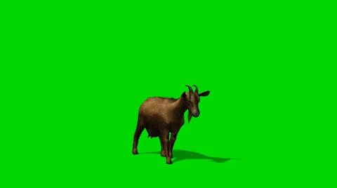 Goat On Green Screen Stock Video Footage | Royalty Free Goat On Green ...