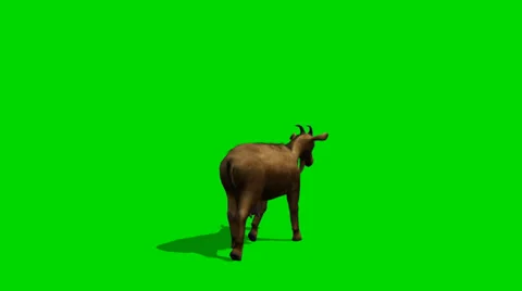 Goat walk - separated on green screen | Stock Video | Pond5