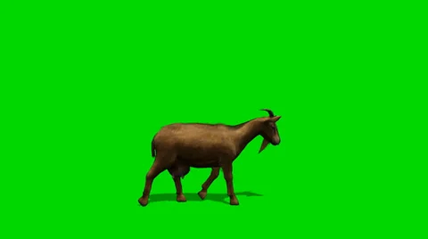 Goat Green Screen Stock Video Footage | Royalty Free Goat Green Screen ...