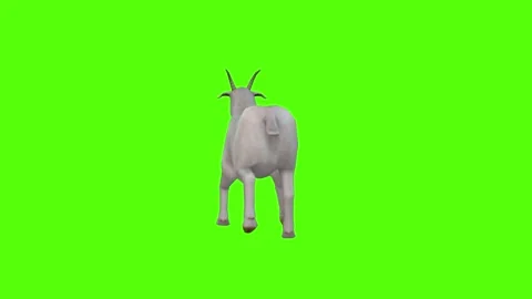 Goat Green Screen Stock Videos – Royalty-Free HD & 4K Videos