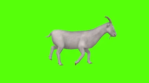 Goat Walking Green Screen Animation 4k R... | Stock Video | Pond5