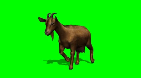 goat walking - green screen | Stock Video | Pond5