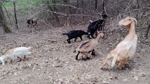 Goats cleaning up the invasive species i... | Stock Video | Pond5