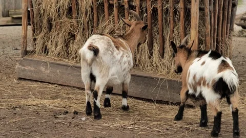 Goats eat, play and butt. Spotted goats ... | Stock Video | Pond5