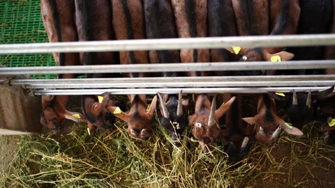 Goats eating hay leaning out from behind... | Stock Video | Pond5
