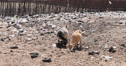 Goats eating plastic garbage dump Ghana ... | Stock Video | Pond5