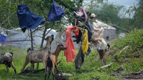 Goats eating tree/ washing line South Su... | Stock Video | Pond5