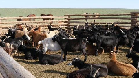 Goats in the wooden paddock in Mongolian... | Stock Video | Pond5