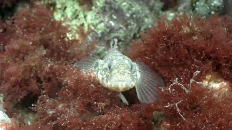 Gobiid Fish hiding in Red Seaweed, Gills... | Stock Video | Pond5