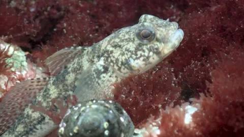 Gobiid Fish hiding in Red Seaweed, Gills... | Stock Video | Pond5