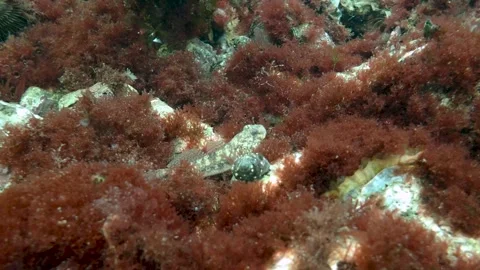 Gobiid Fish hiding in Red Seaweed, Gills... | Stock Video | Pond5