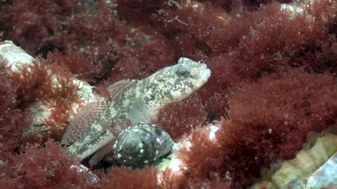 Gills Of Fish Stock Video Footage | Royalty Free Gills Of Fish Videos ...