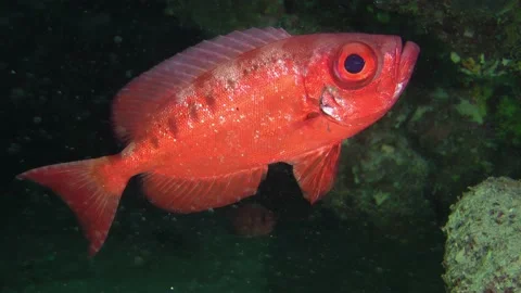 Goggle\\ Stock Videos – Royalty-Free HD & 4K Videos | Pond5