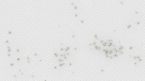 Gold Confetti Explosion Animation on a t... | Stock Video | Pond5