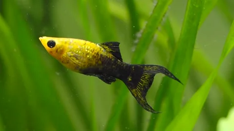 Gold Dust Lyretail Molly swimming in a f... | Stock Video | Pond5