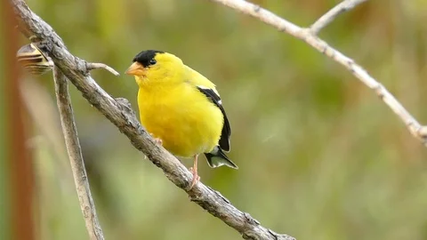 Fincj Stock Videos – Royalty-Free HD & 4K Videos