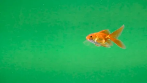 Greenscreen Fish Stock Footage ~ Royalty Free Stock Videos | Pond5