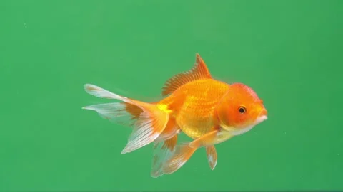 Gold Fish On Green Screen Background | Stock Video | Pond5