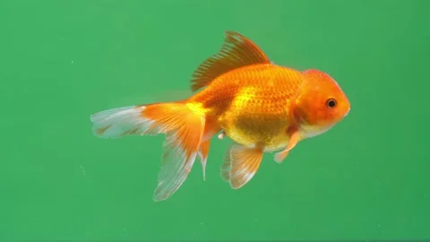 Gold Fish On Green Screen Background | Stock Video | Pond5