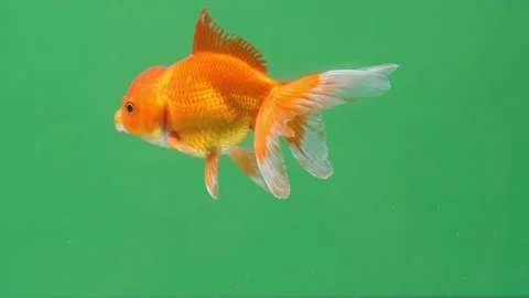 Gold Fish On Green Screen Background | Stock Video | Pond5