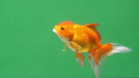 Goldfish Green Screen Stock Video Footage | Royalty Free Goldfish Green ...