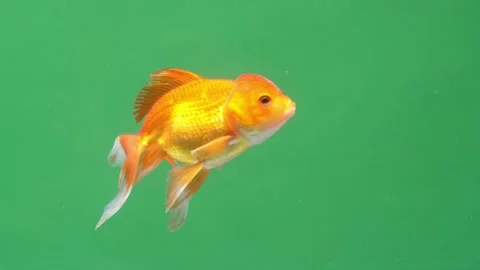 Gold Fish On Green Screen Background | Stock Video | Pond5