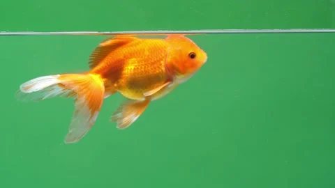 Gold Fish On Green Screen Background | Stock Video | Pond5
