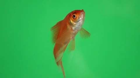 Green Screen Fish Stock Video Footage | Royalty Free Green Screen Fish ...