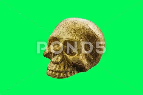 Gold skull Isolated on green screen chroma key background. Illustration ...