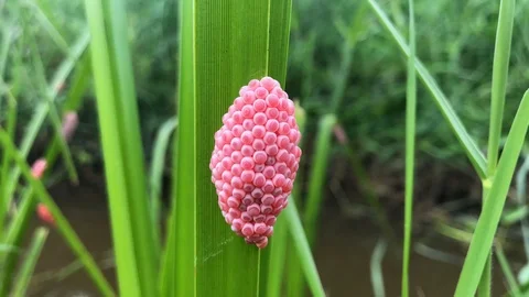 Golden apple snail eggs ready to hatch | Stock Video | Pond5