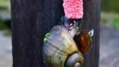 golden apple snail spawning egg | Stock Video | Pond5