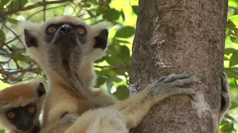 Bring Up Baby Stock Videos – Royalty-Free HD & 4K Videos