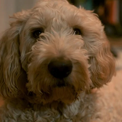 Head Doodle Stock Video Footage | Royalty Free Head Doodle Videos | Pond5