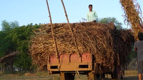 Golden Fo Stock Videos – Royalty-Free HD & 4K Videos | Pond5