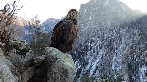 Golden eagle (Aquila chrysaetos) Aquila ... | Stock Video | Pond5