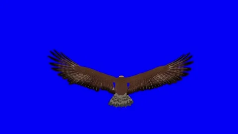 Golden Eagle - Flying Loop - Back View -... | Stock Video | Pond5