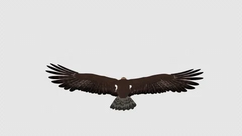 Golden Eagle - Flying Loop - Back View C... | Stock Video | Pond5