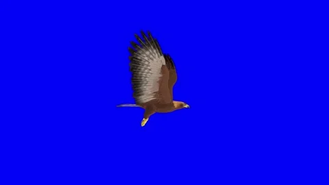 Golden Eagle - Flying Loop - Side View -... | Stock Video | Pond5
