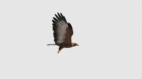 Golden Eagle - Flying Loop - Side View C... | Stock Video | Pond5